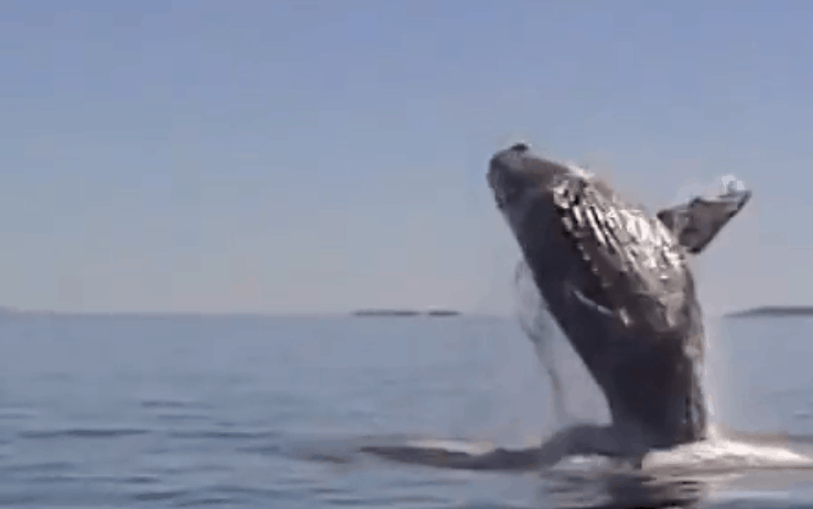 Sunday Video : young humpback whale dancing after she's been saved ...